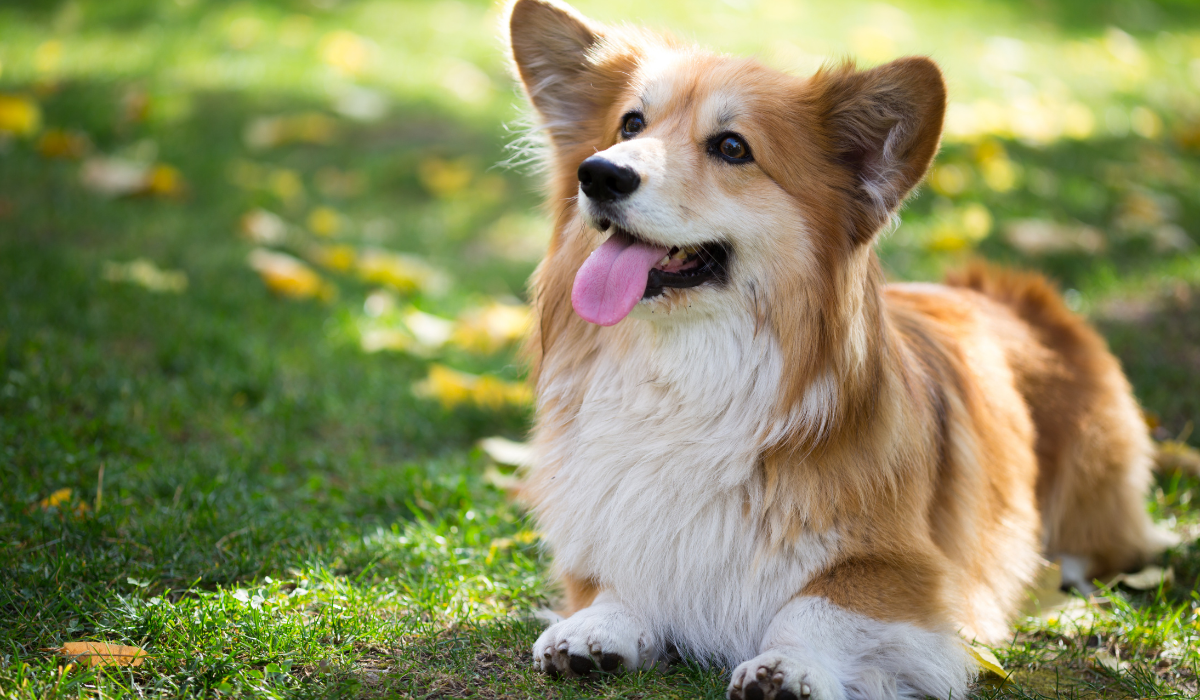 Pet Oxygen Cage And Nebulization In Point Pleasant Beach, NJ 08742 ...