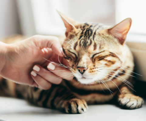 Signs Of Sickness In Cats | Point Pleasant Veterinary Hospital